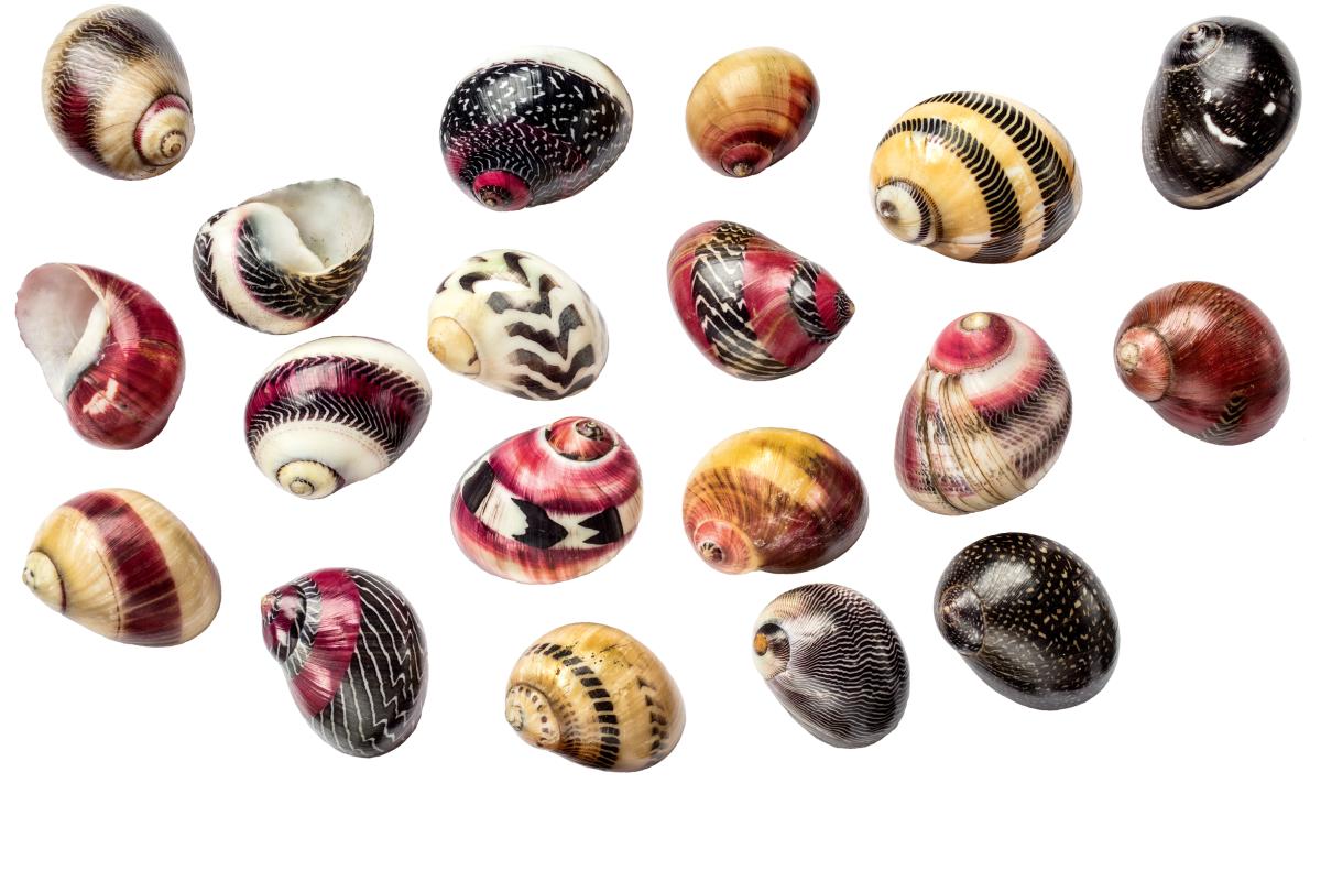 8 things we’ve discovered about the story of shells, artists and collectors | The Arts Society